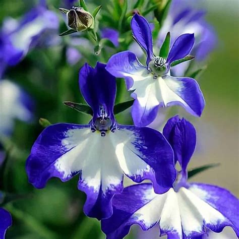 Lobelia Plant Care How To Grow The Lobelia Flower