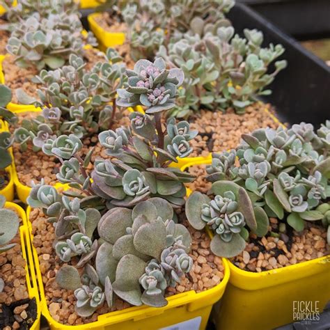 Sedoro 'Blue Elf' | Fickle Prickles
