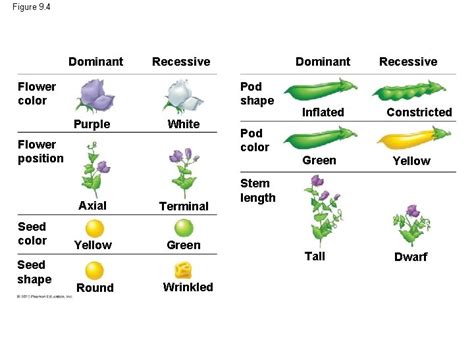 Chapter 9 Patterns Of Inheritance Power Point Lectures