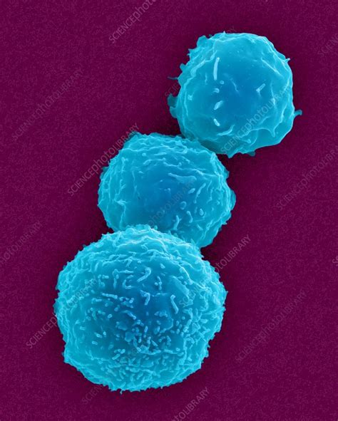 Hematopoietic Stem Cells Microscope