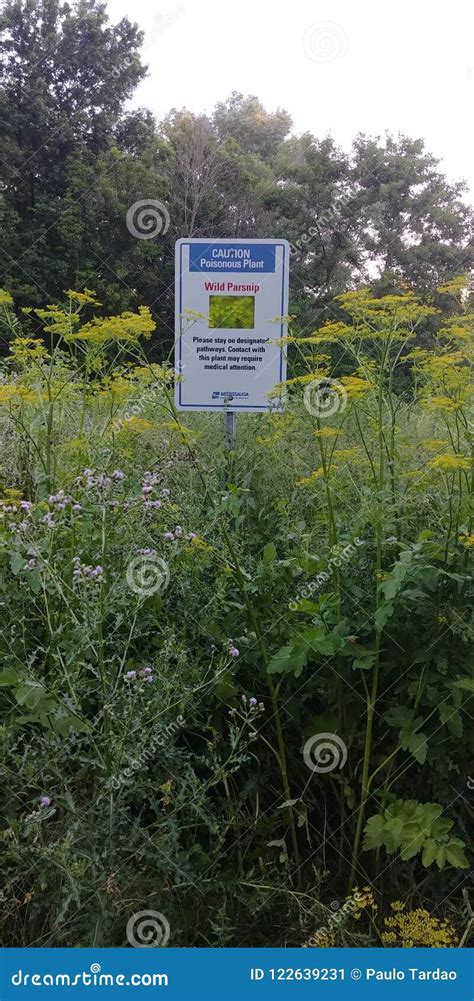 Wild Parsnip Warning Sign Amidst The Toxic Plants Editorial Photo