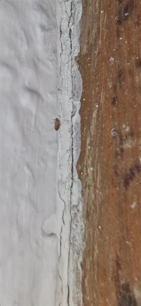 Does Anyone Know What This Is They Are Really Really Tiny In Person I