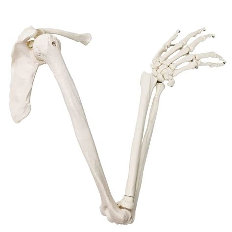 Human Upper Limb Skeleton Anatomical Model Life Philippines Ubuy