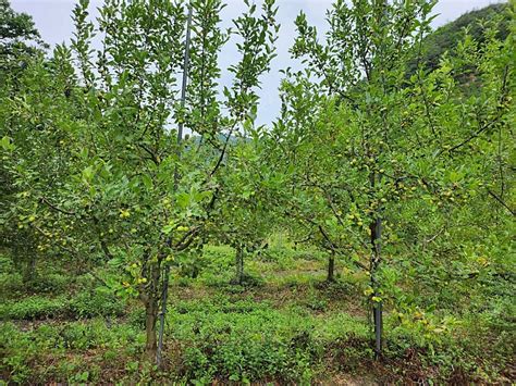 꽃사과나무 판매 농기계농업용공구 중고나라