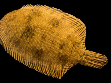 Flatfish