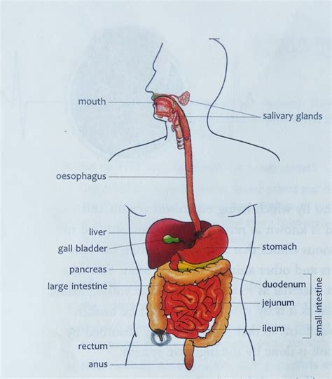 Class 10th Human Digestive System Its Parts Diagram Structure And