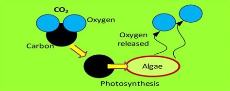 Algae Basics Algaeplanet Com