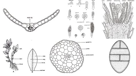 Mesophyll Cells Definition Location Structure Function Microscopy