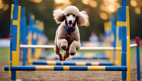 The Athletic Side Of Poodles Physical Capabilities And Training