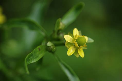 Лютик ядовитый 74 фото