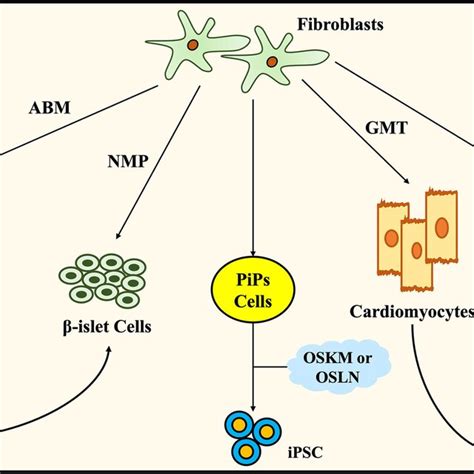 Approaches Of Fibroblasts Reprogramming To Other Cell Lineages
