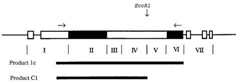 Expression Of The P Vivax Dbp Sal 1 10 As A Soluble Recombinant
