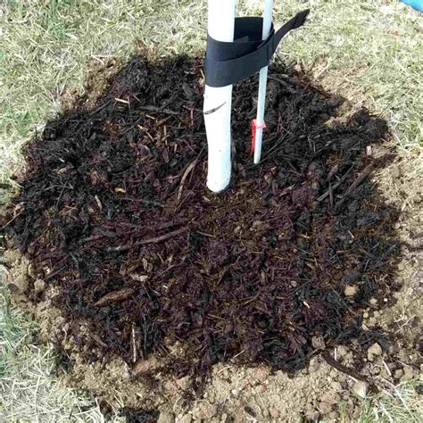 Plant Fruit Trees The Right Way And The Best Compost For Fruit Trees