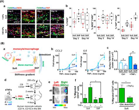 Impact Of Matrix Rigidity On Tissue Inflammatory Responses A