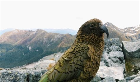 Kea Conservation On The Milford Track