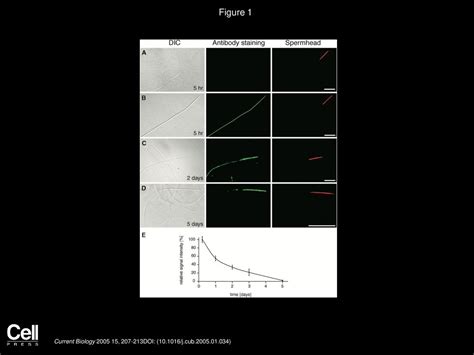 Volume 15 Issue 3 Pages February 2005 Ppt Download