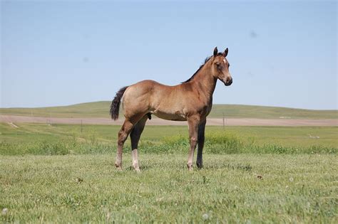 Lazy JS Ranch LJSR Emperor S Progeny