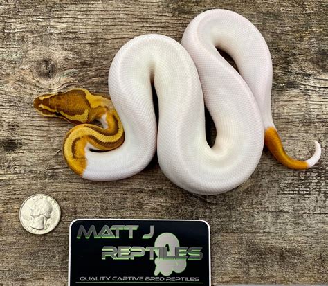 Ultramel Piebald Ball Python By Mattjreptiles Morphmarket