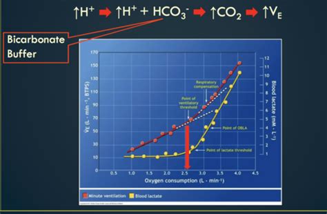 6 2 Slides Flashcards Quizlet