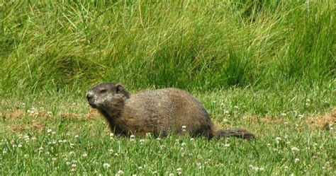 Using Nature To Predict The Weather