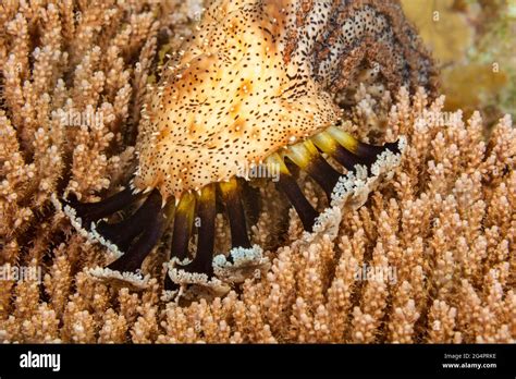 Graeffs Sea Cucumber Pearsonothuria Graeffei Previously Known As