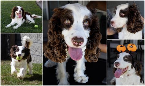San Duncan 2 Bio Shelter Breed English Springer Spaniel Or