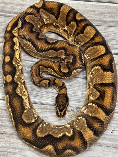 Odyb Calico Rtb Ball Python By Balls Deep Reptiles Llc