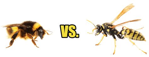 Differenza Tra Vespa E Ape