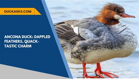 What Do Duck Eggs Look Like Duck Asks