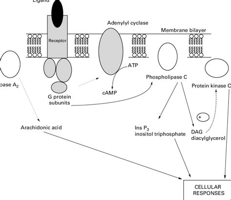 Schematic Diagram Of Signal Transduction Systems In The Membrane