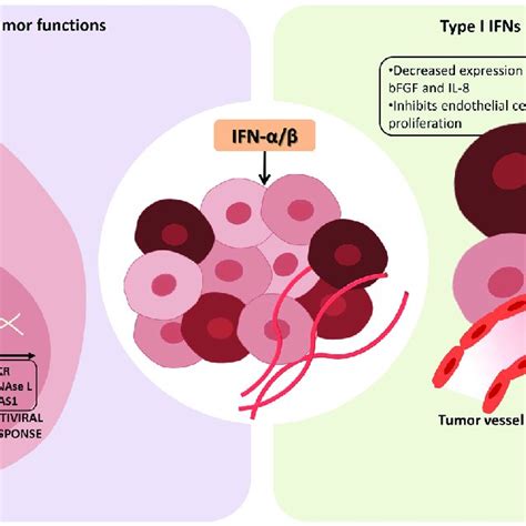 Pdf Immunomodulatory And Antitumor Effects Of Type I Interferons And