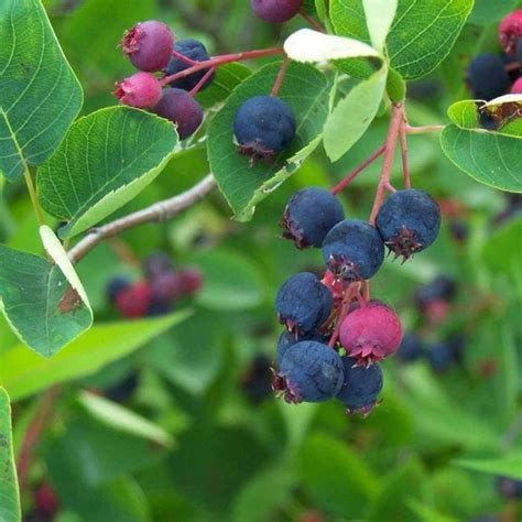 Guide To Juneberries Growing Magazine