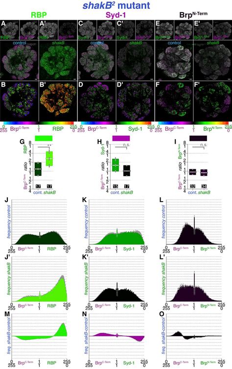 Ratios In The Shakb 2 Mutant For Description See Page 82 Download Scientific Diagram