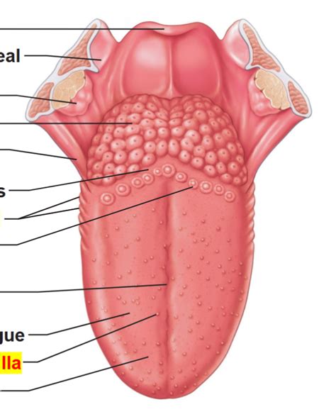 Reproductive 12 Diagram Quizlet