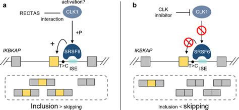 Diagram For Bidirectional Control Of Ikbkap Fd Exon 20 By Small