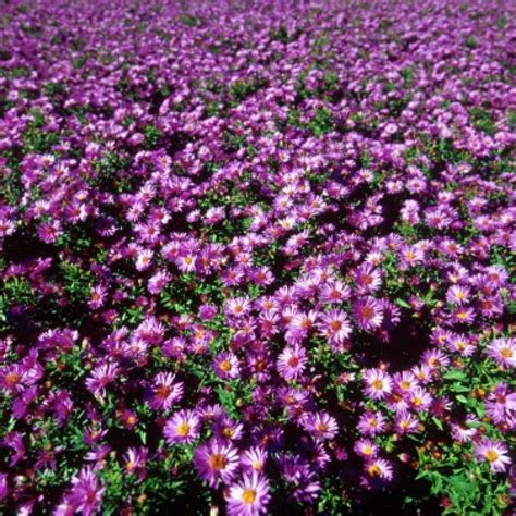 Plants That Thrive In Clay Soil HGTV