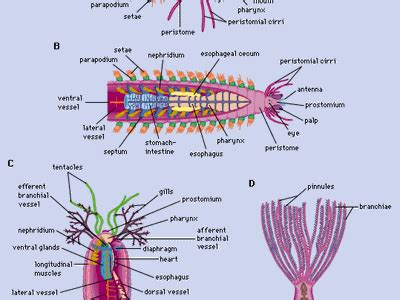 Annelid Definition Characteristics Habitat Reproduction Diet And Facts Britannica