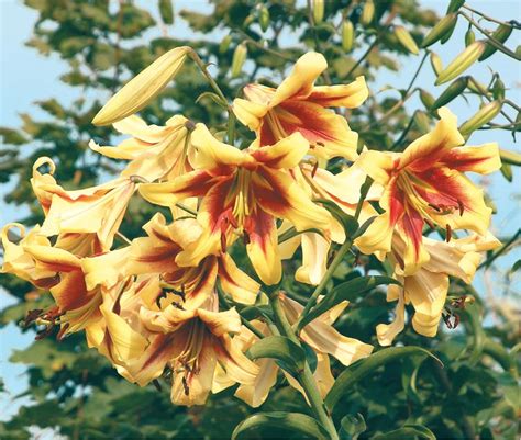 Orienpet Hybrid Lilies The Lily Garden — The Lily Garden