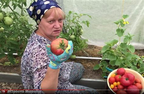 Отличный сорт томата подходит даже начинающим огородникам Просто Марина Дзен