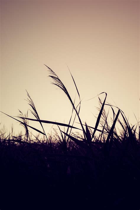 Grass Sunset Nature Free Photo On Pixabay