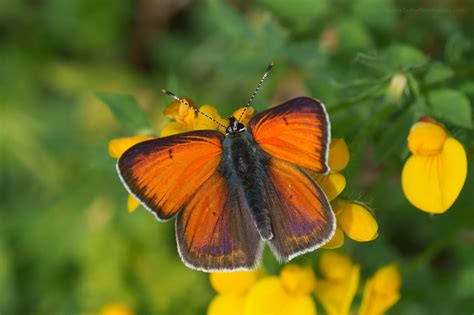 Lycaena Candens Butterflies Of Croatia