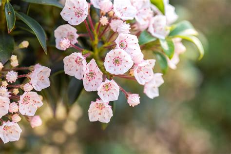Best Evergreen Flowering Plants For Texas At Winfred Gold Blog