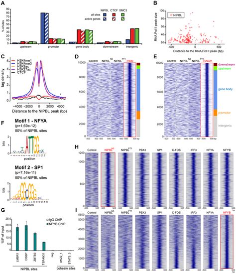 Nipbl Binds To Active Promoters Together With Other Transcription