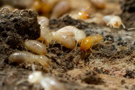 Termite Tracker Pest Control Christmas Break For Termite Tracker Pest