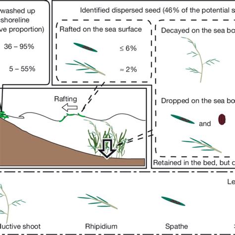 Pdf Seed Dispersal In The Seagrass Zostera Marina Is Mostly Within