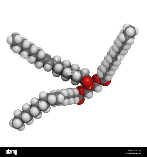 Triglyceride Model