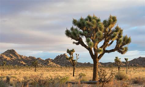 California Defenders Of Wildlife