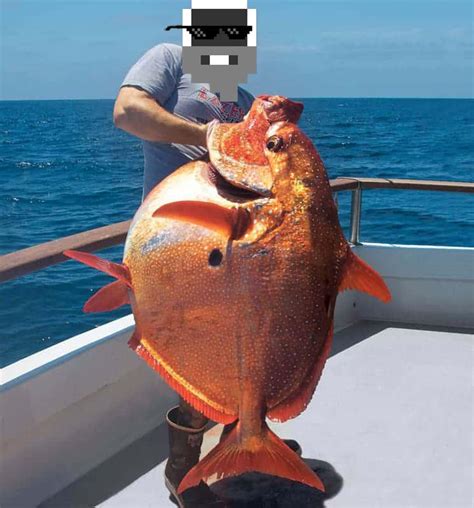 Opah Fish Rdwarffortressmemes