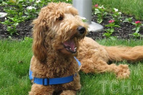 Як зрозуміти що ваш собака щасливий Читайте на Ukr Net