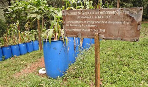 Plant Root Microbes That Help Reduce Chemical Fertilisers And Boost Agriculture Production TERI